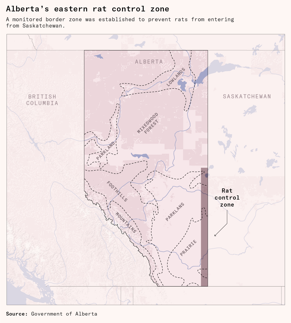 Alberta’s War on Rats - Works in Progress Magazine